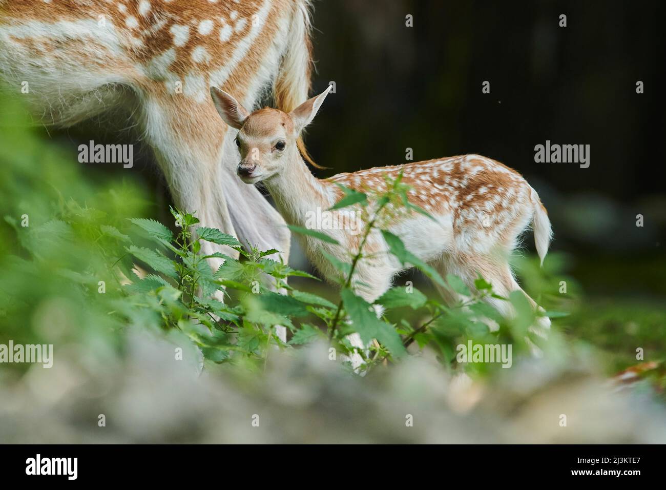 European fallow deer (Dama dama) fawn with doe; Czech Republic Stock ...