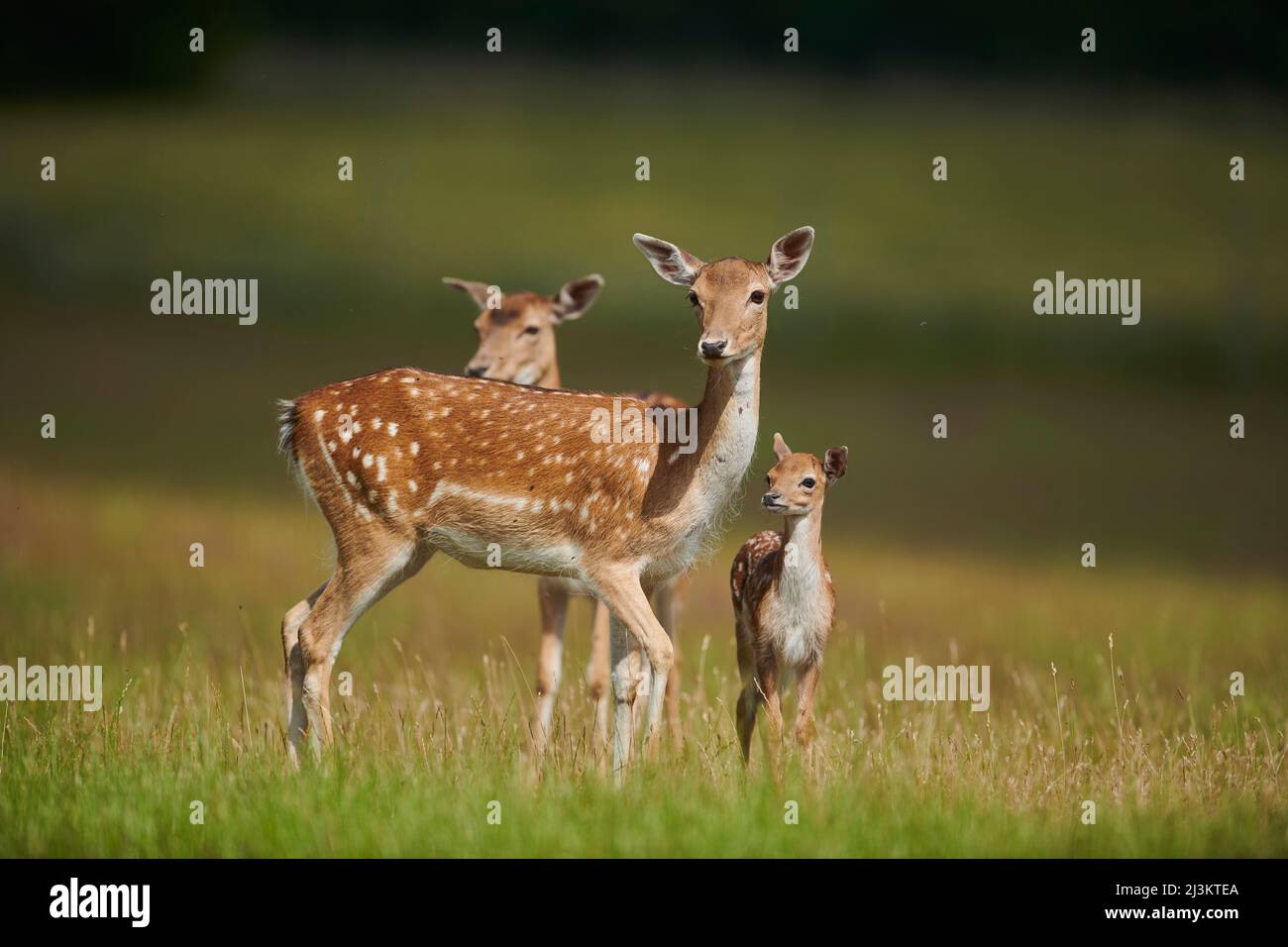 European fallow deer or common fallow deer (Dama dama) fawn portrait ...