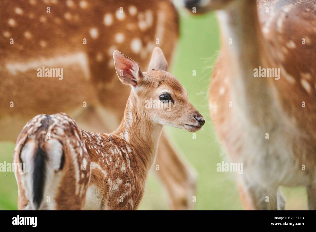 European fallow deer or common fallow deer (Dama dama) fawn portrait ...