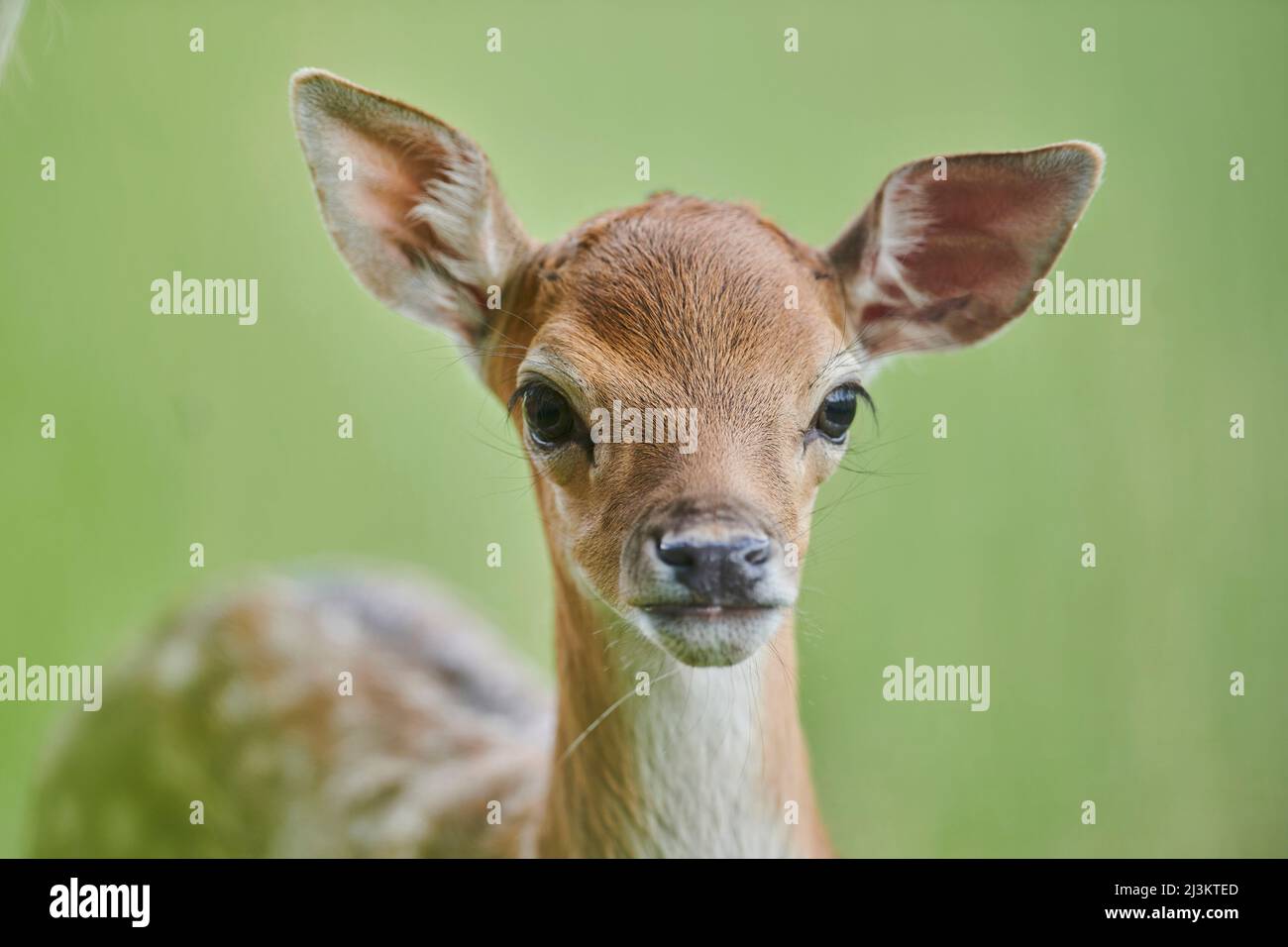 European fallow deer or common fallow deer (Dama dama) fawn portrait ...