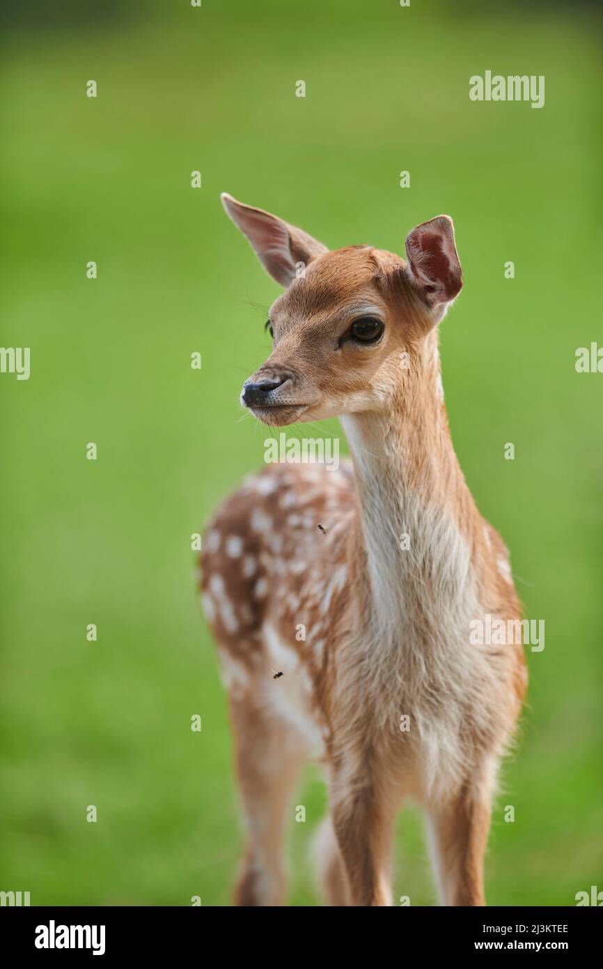 European fallow deer or common fallow deer (Dama dama) fawn portrait ...