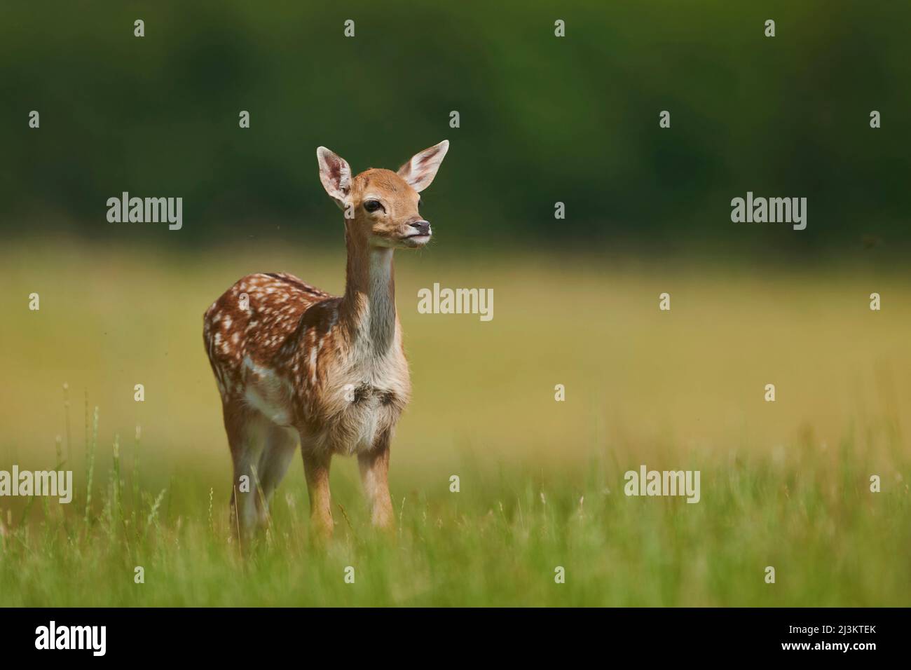 European fallow deer or common fallow deer (Dama dama) fawn portrait ...