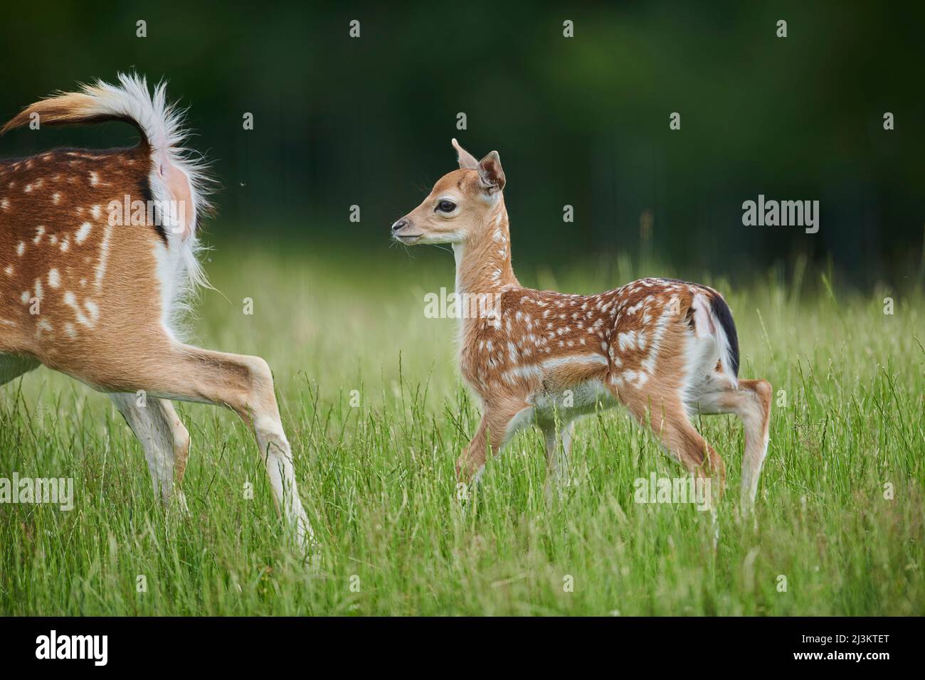 European fallow deer or common fallow deer (Dama dama) fawn with doe ...