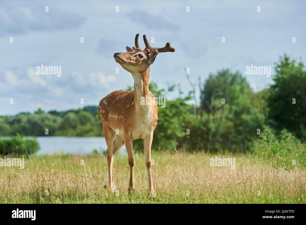 European fallow deer or common fallow deer (Dama dama) buck portrait ...