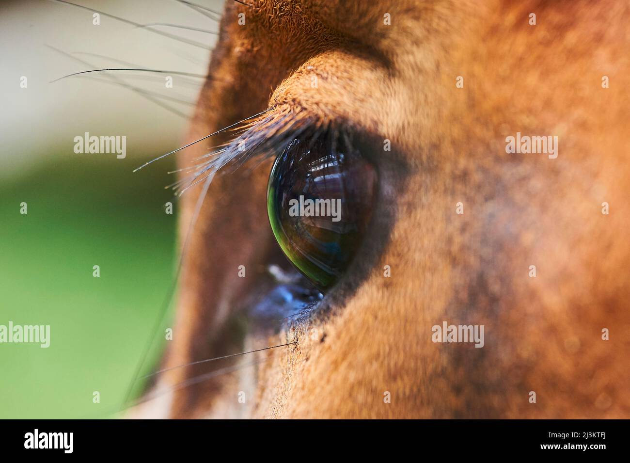 Close-up detail of the eye of a Bongo (Tragelaphus eurycerus), captive ...