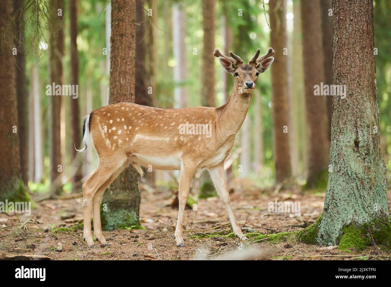 European fallow deer or common fallow deer (Dama dama) buck portrait ...