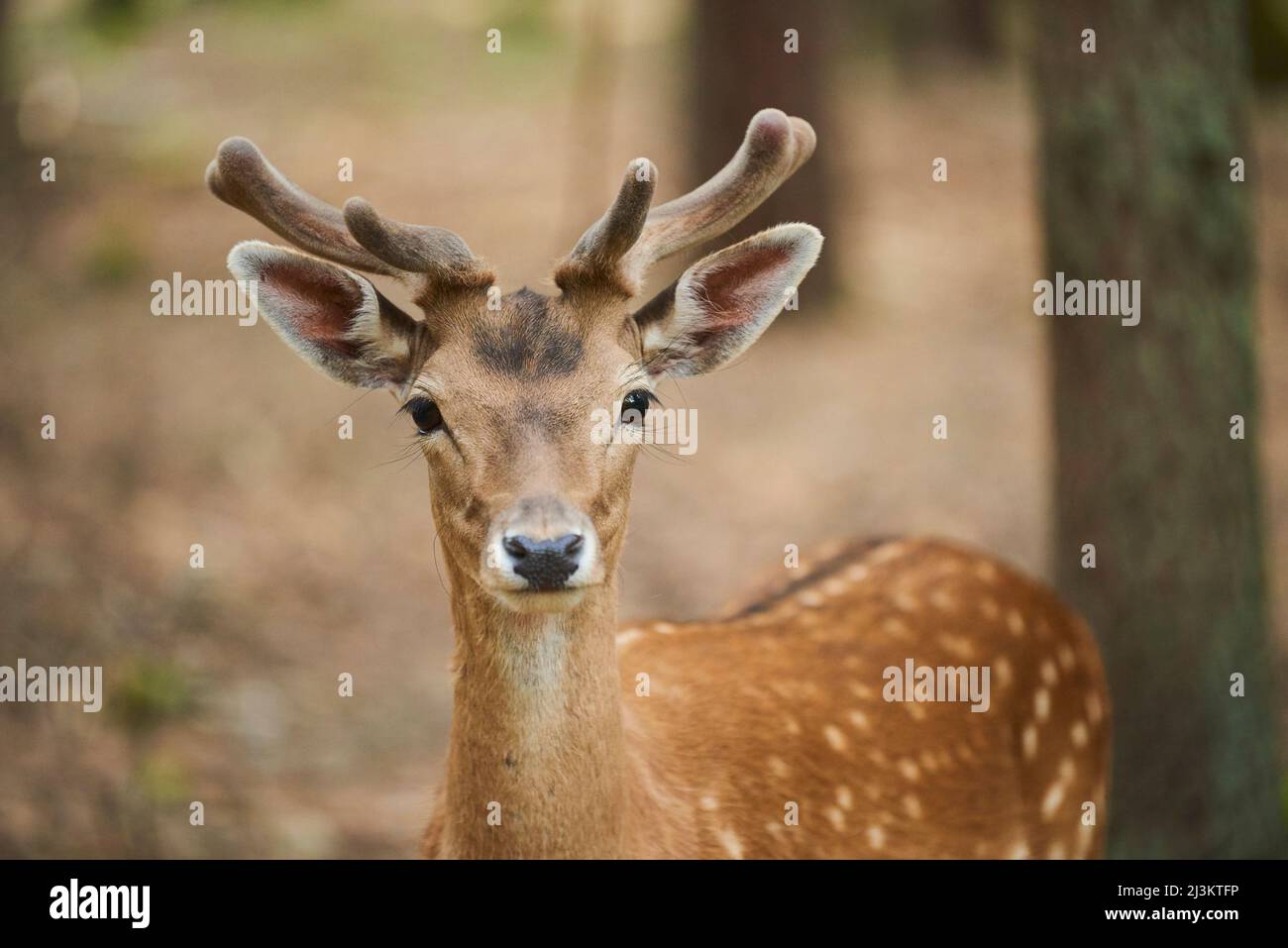 European fallow deer or common fallow deer (Dama dama) buck portrait ...