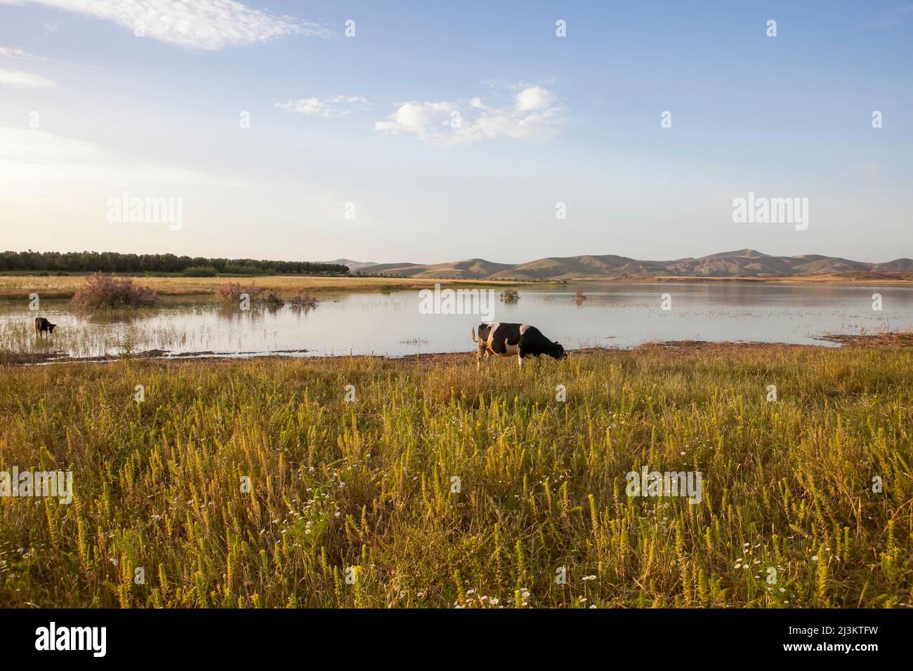 Pristine nature, cows and Lake Sade Sidi Echahade are visible in the ...