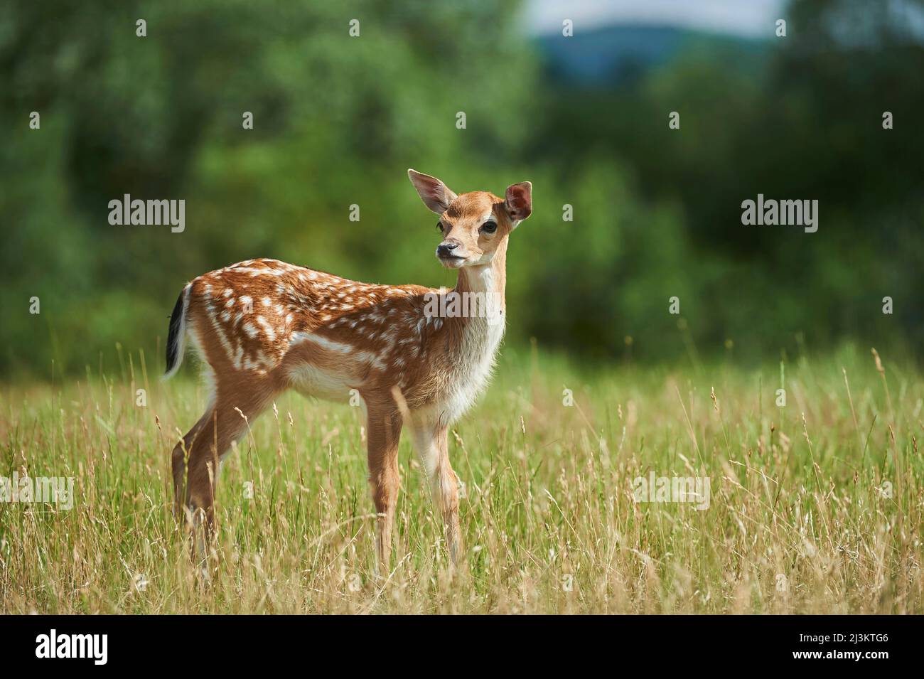 European fallow deer or common fallow deer (Dama dama) fawn portrait ...