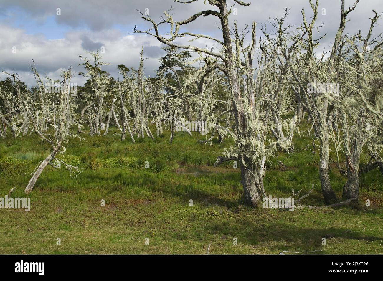 Forest of Southern beech trees (Nothofagus) covered with lichen, near ...