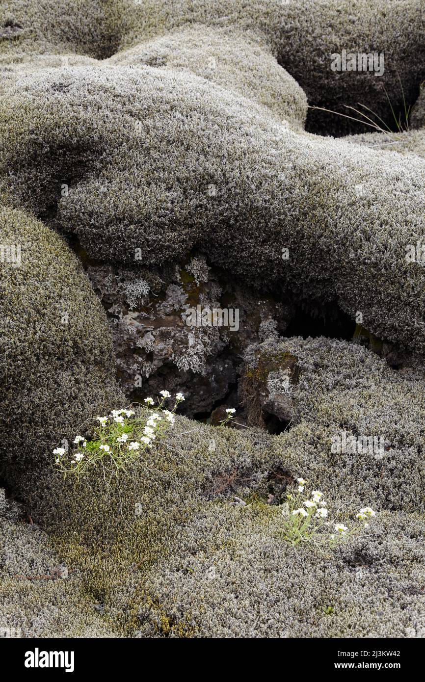 Vegetation on the Eldhraun lava field, near Kirkjubaejarklaustur, along ...