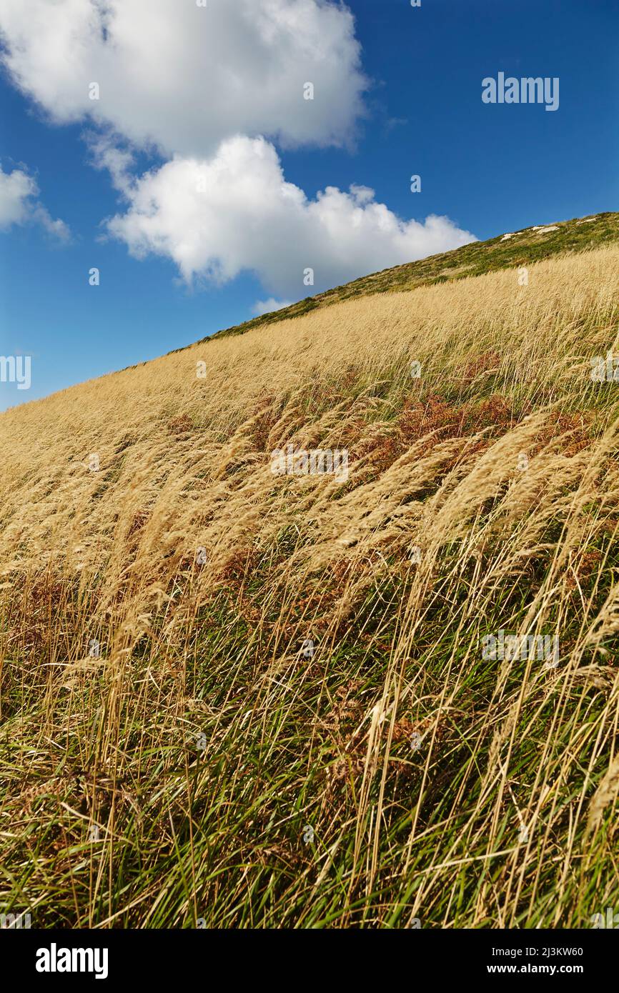 Grassy hillside at Baggy Point, Croyde Bay, near Barnstaple, Devon ...