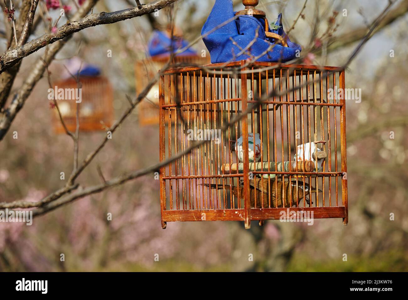 A caged Hwamei (Garrulax canorus) songbird hanging among spring plum ...