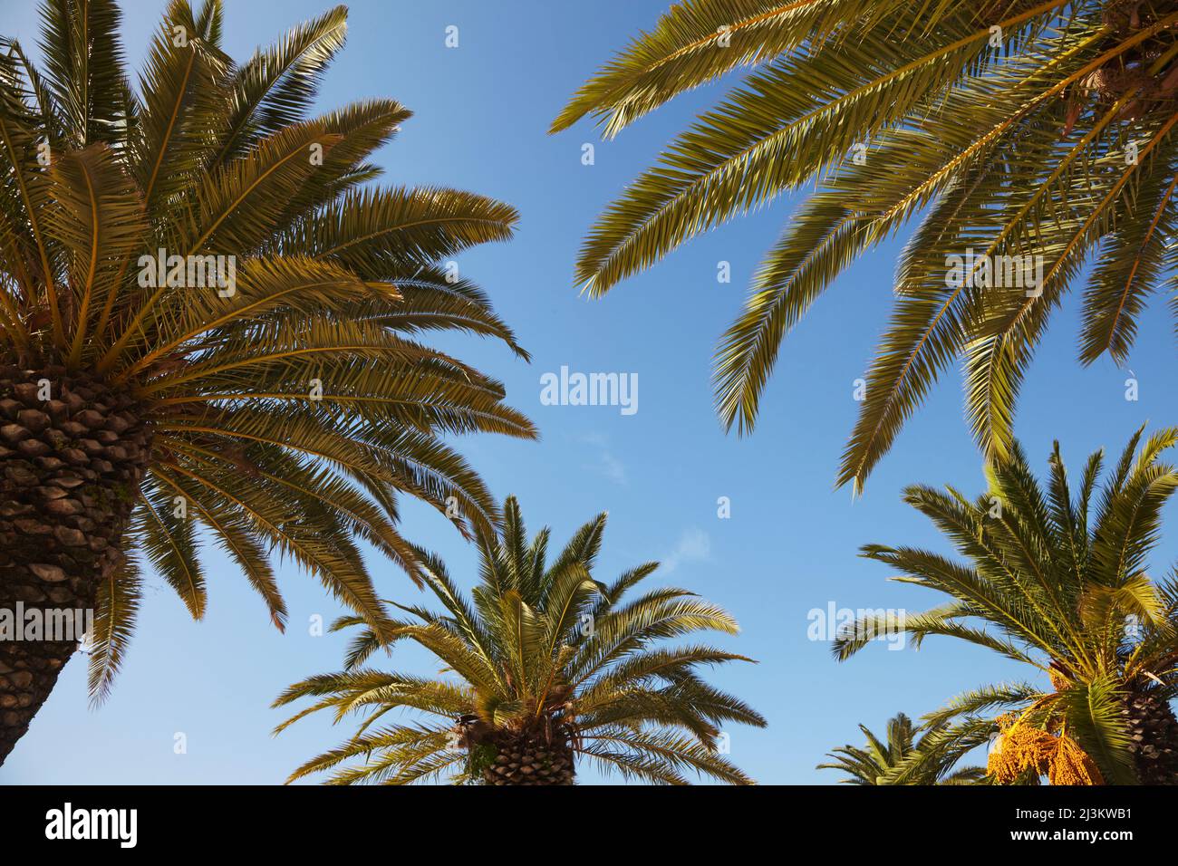 Cit tropical hi-res stock photography and images - Alamy