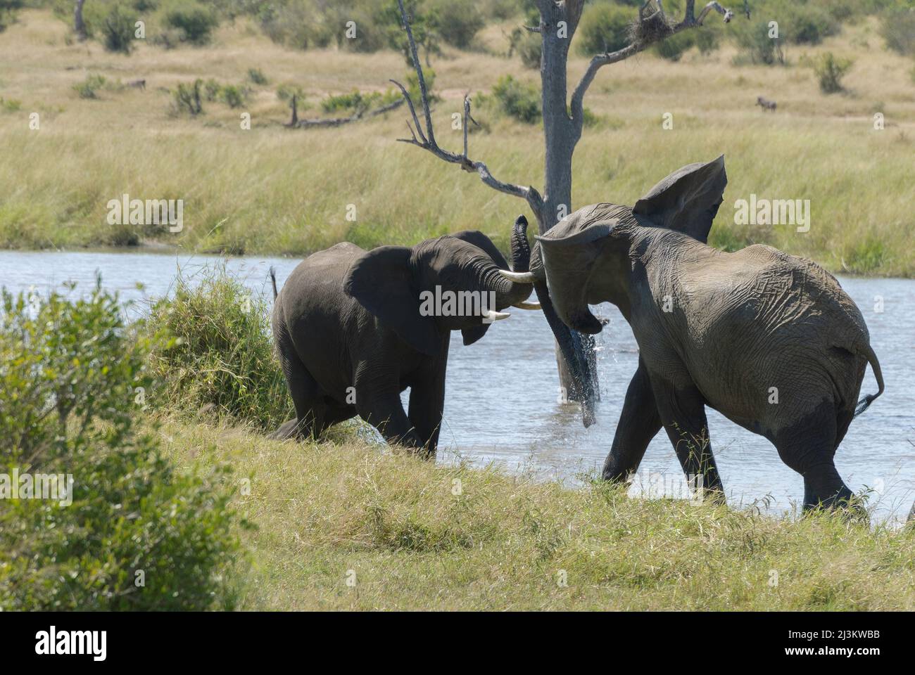 Two African elephants play fighting in the river, testing their ...