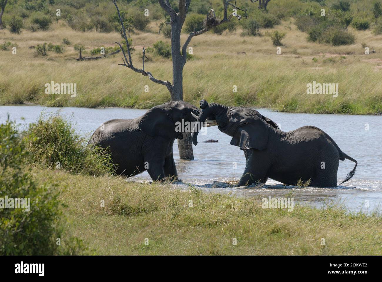Two African elephants play fighting in the river, testing their ...