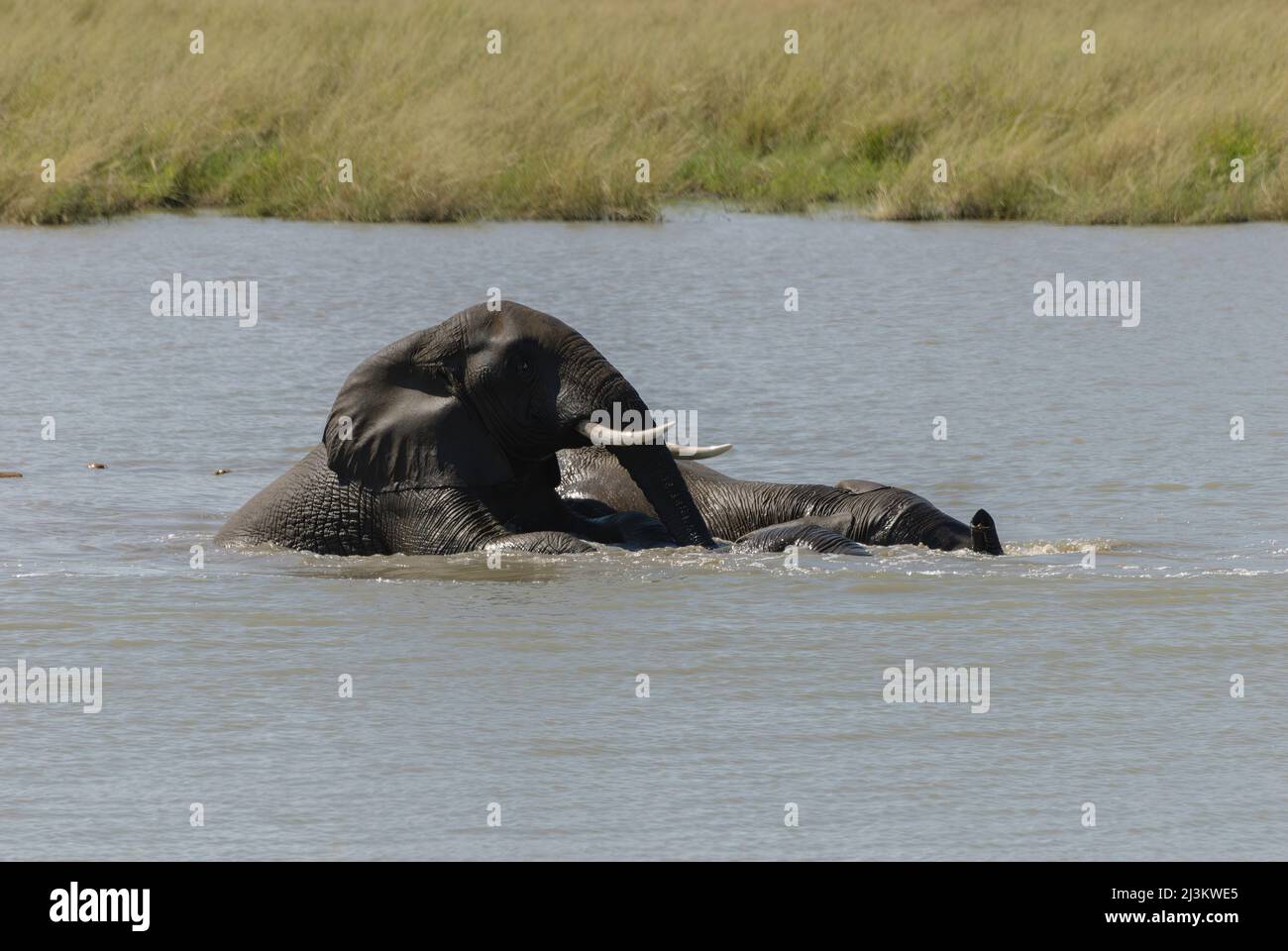 African elephants having fun and playing in the river, Kruger National ...