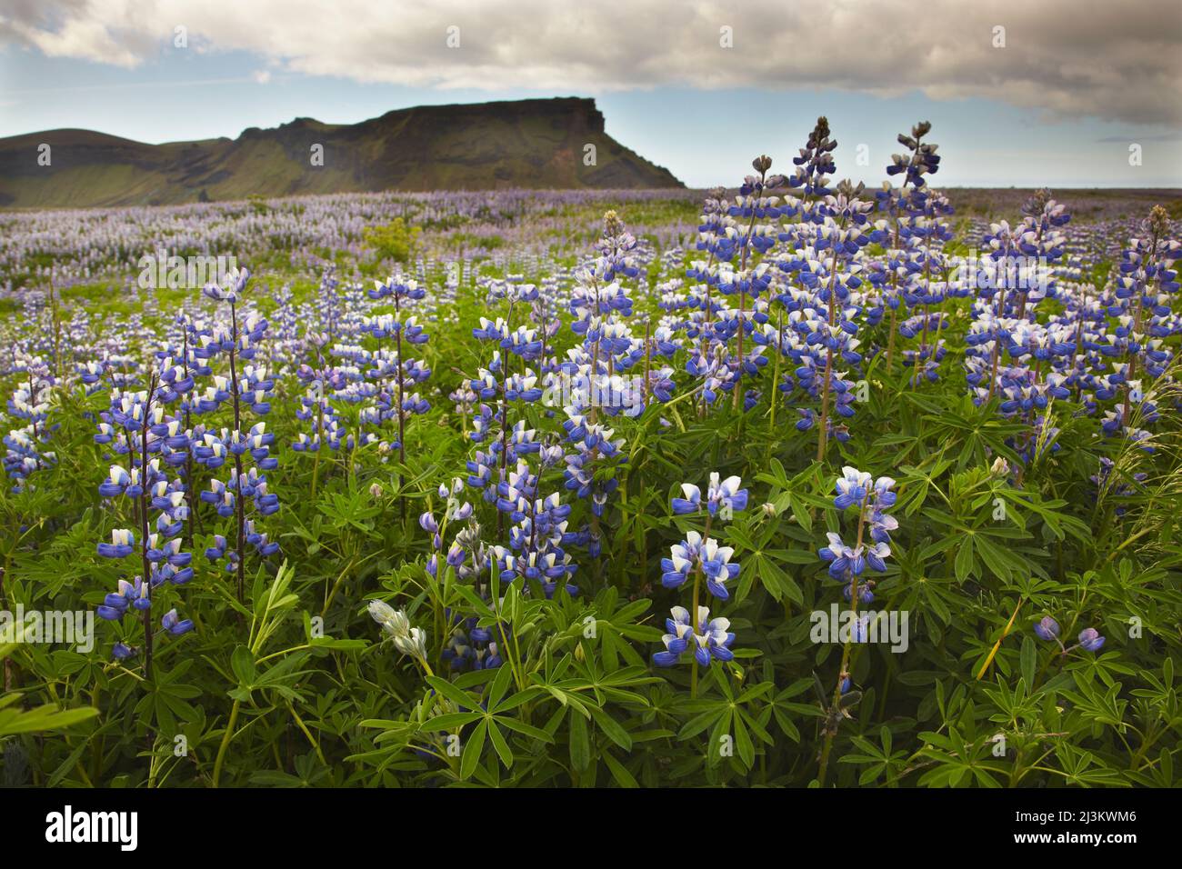 Alaska Lupines (Lupinus nootkatensis) in flower in Iceland.; Vik ...