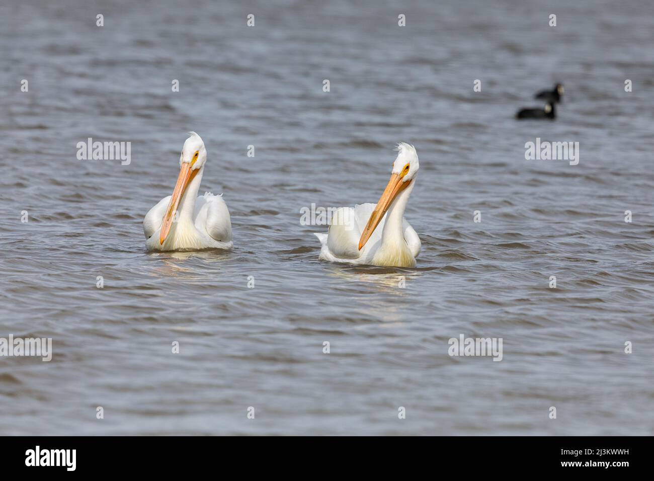 American white pelicans (Pelecanus erythrorhynchos) swimming in the ...