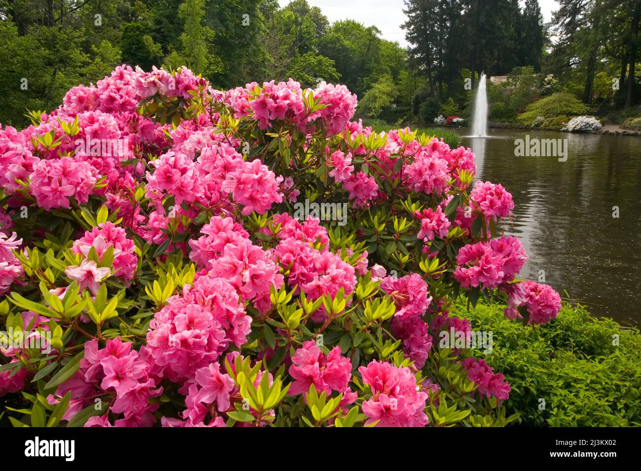 Rhododendrons and a pond with fountain in Crystal Springs Rhododendron ...