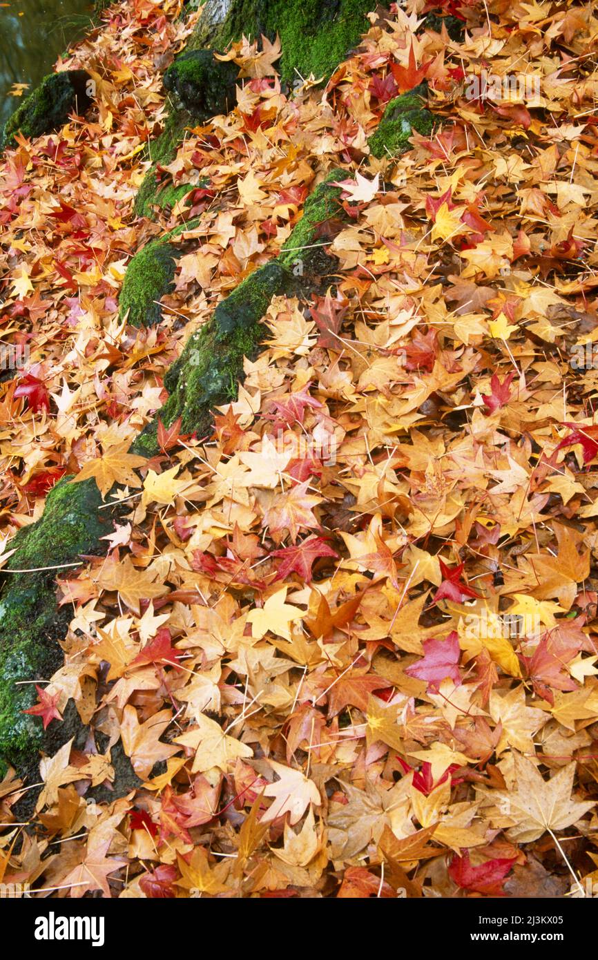 A forest floor covered with a thick layer of fallen autumn coloured ...