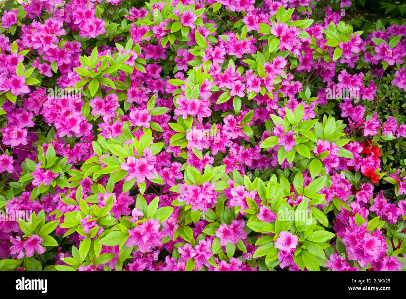 Azaleas in bloom, Crystal Springs Rhododendron Garden; Portland, Oregon ...