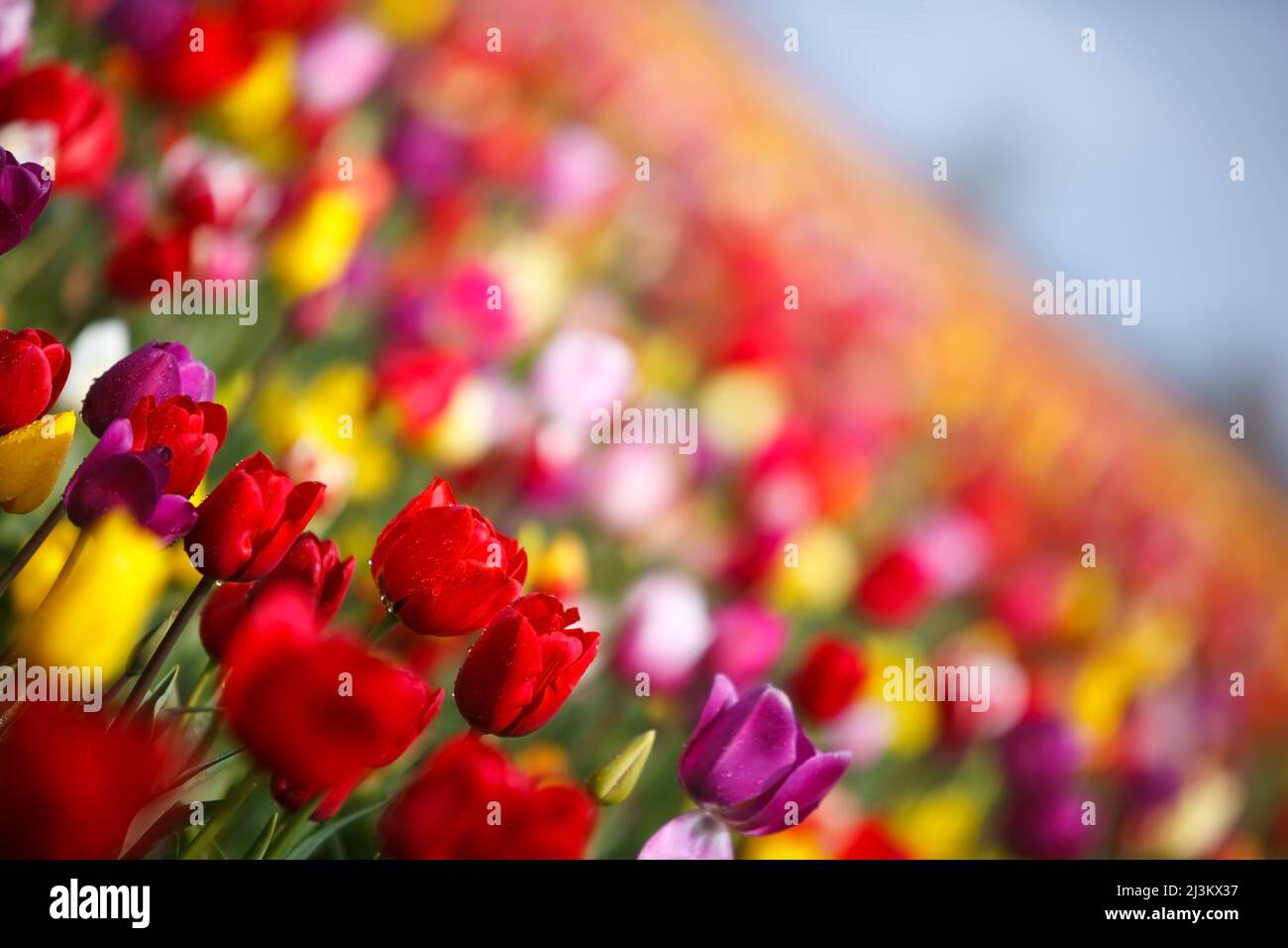 Tilted image hi-res stock photography and images - Alamy