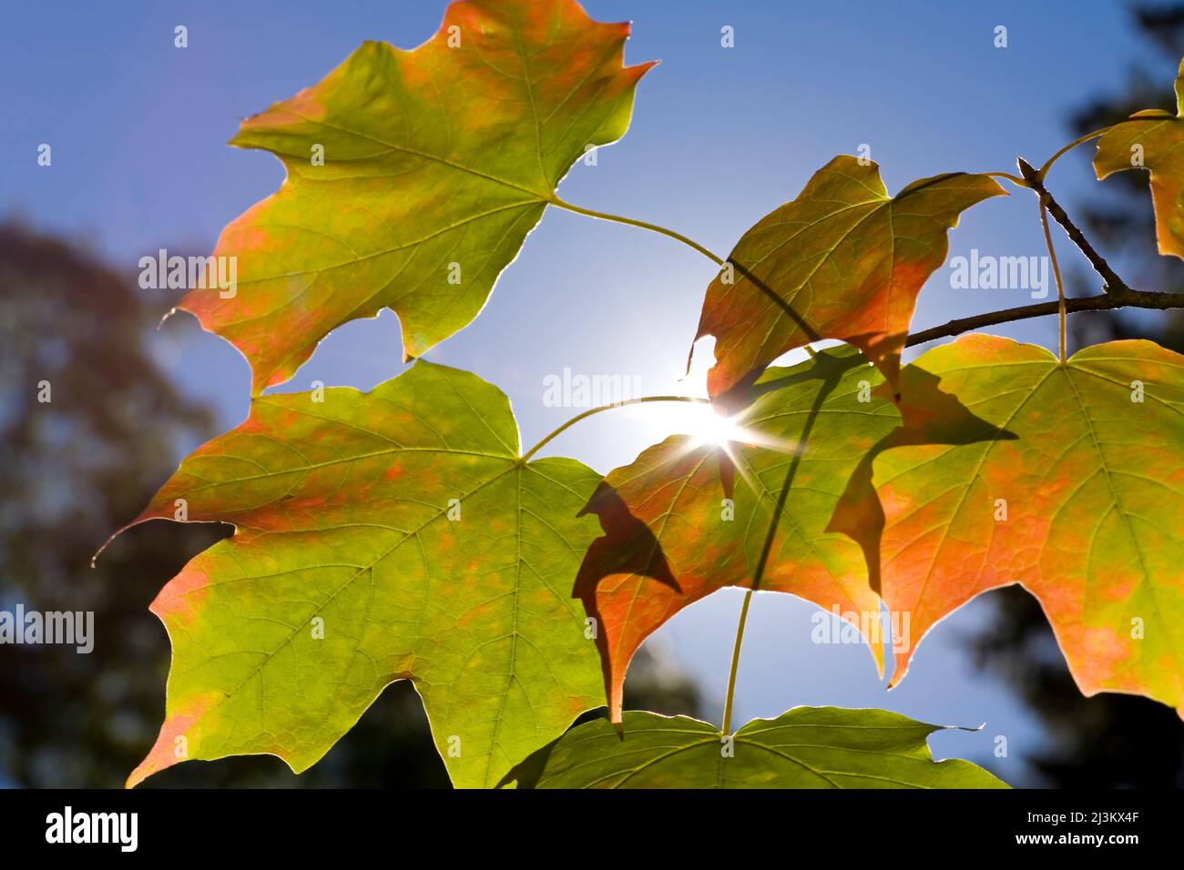 Vine Maple leaves (Acer circinatum) on a tree backlit by sunlit and ...