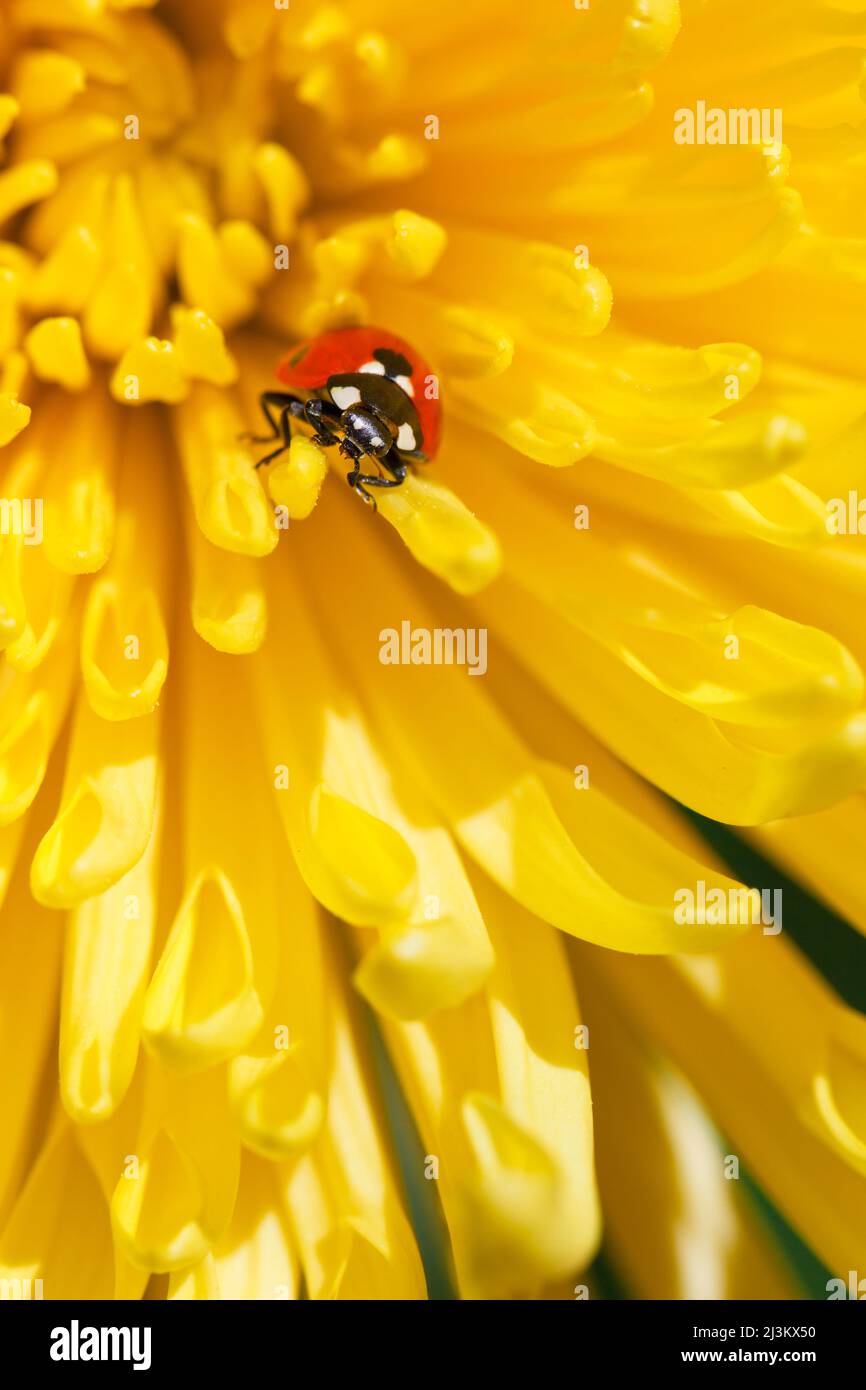 Bug view north america hi-res stock photography and images - Alamy