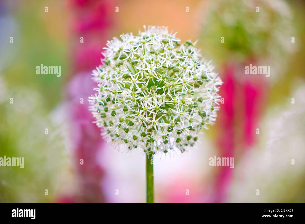 White globe flowers gardens hi-res stock photography and images - Alamy
