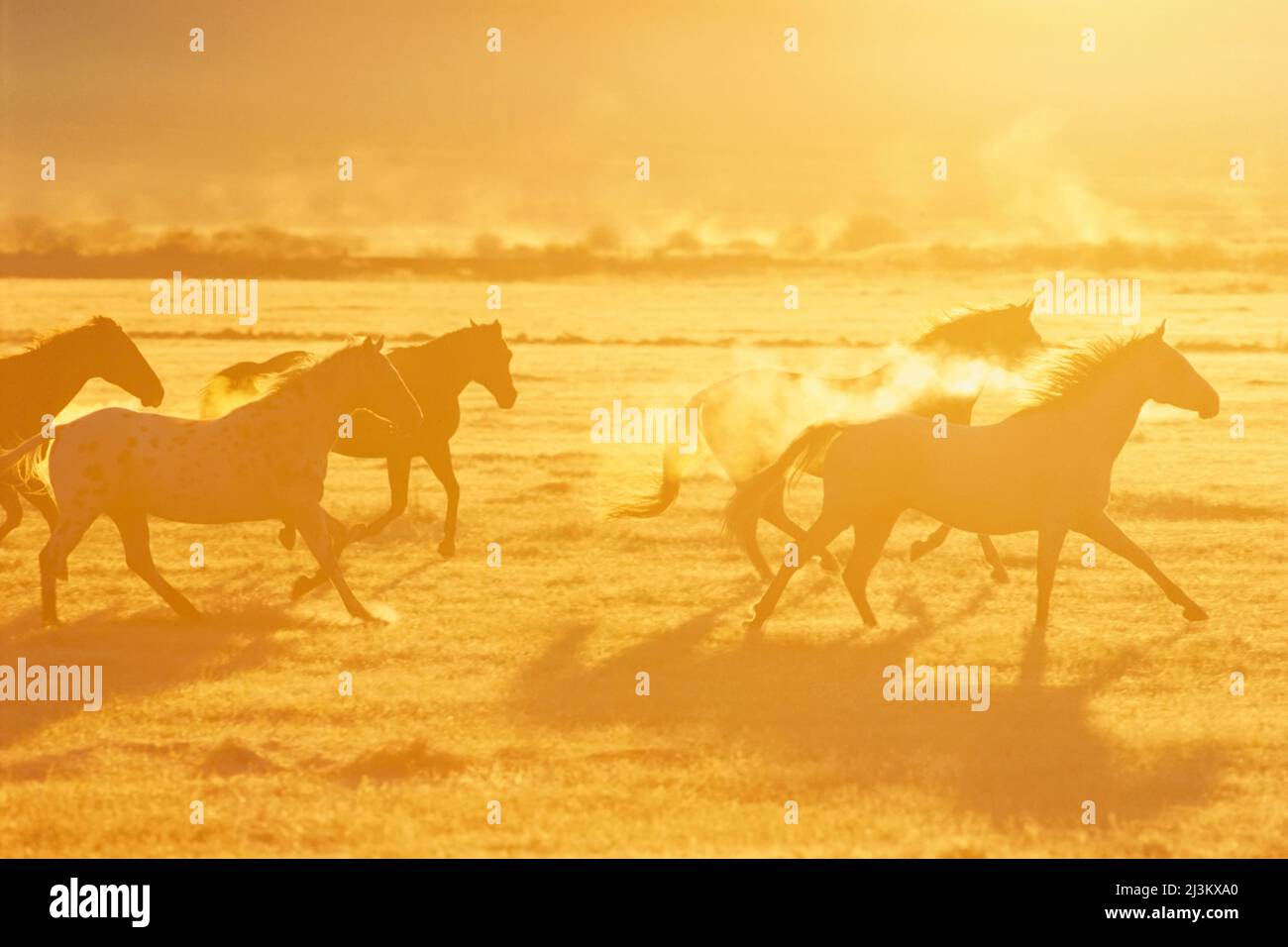 Horses running in a field with golden sunrise light; Seneca, Oregon ...