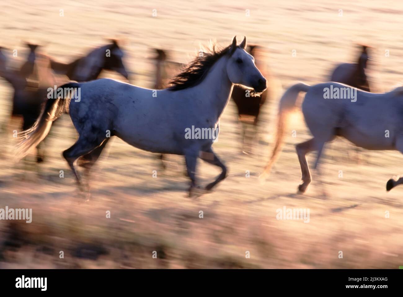 Horses running in a field at sunrise; Seneca, Oregon, United States of ...