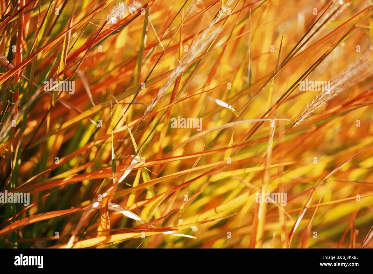 Close-up detail of the blades of tall grasses in warm colours; Oregon ...