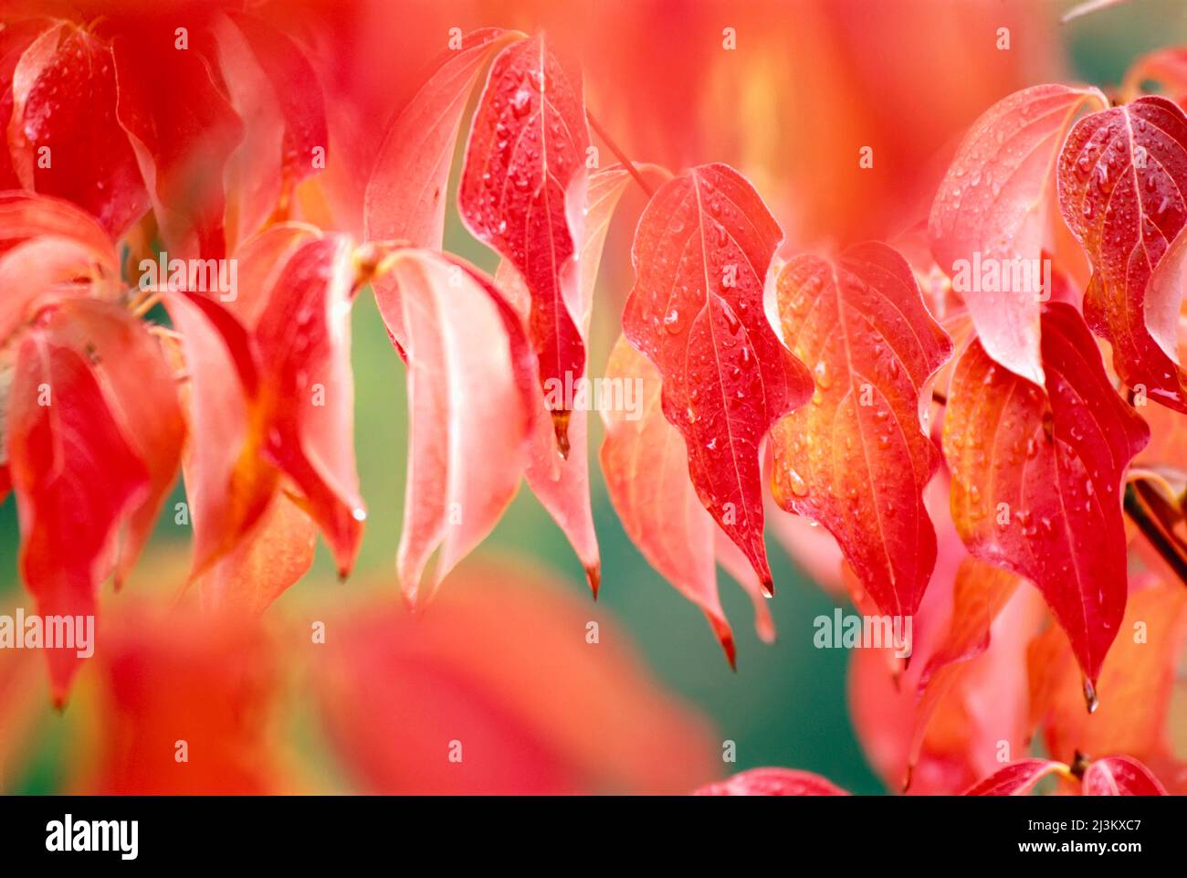 Red leaves on a tree with water droplets; Portland, Oregon, United ...