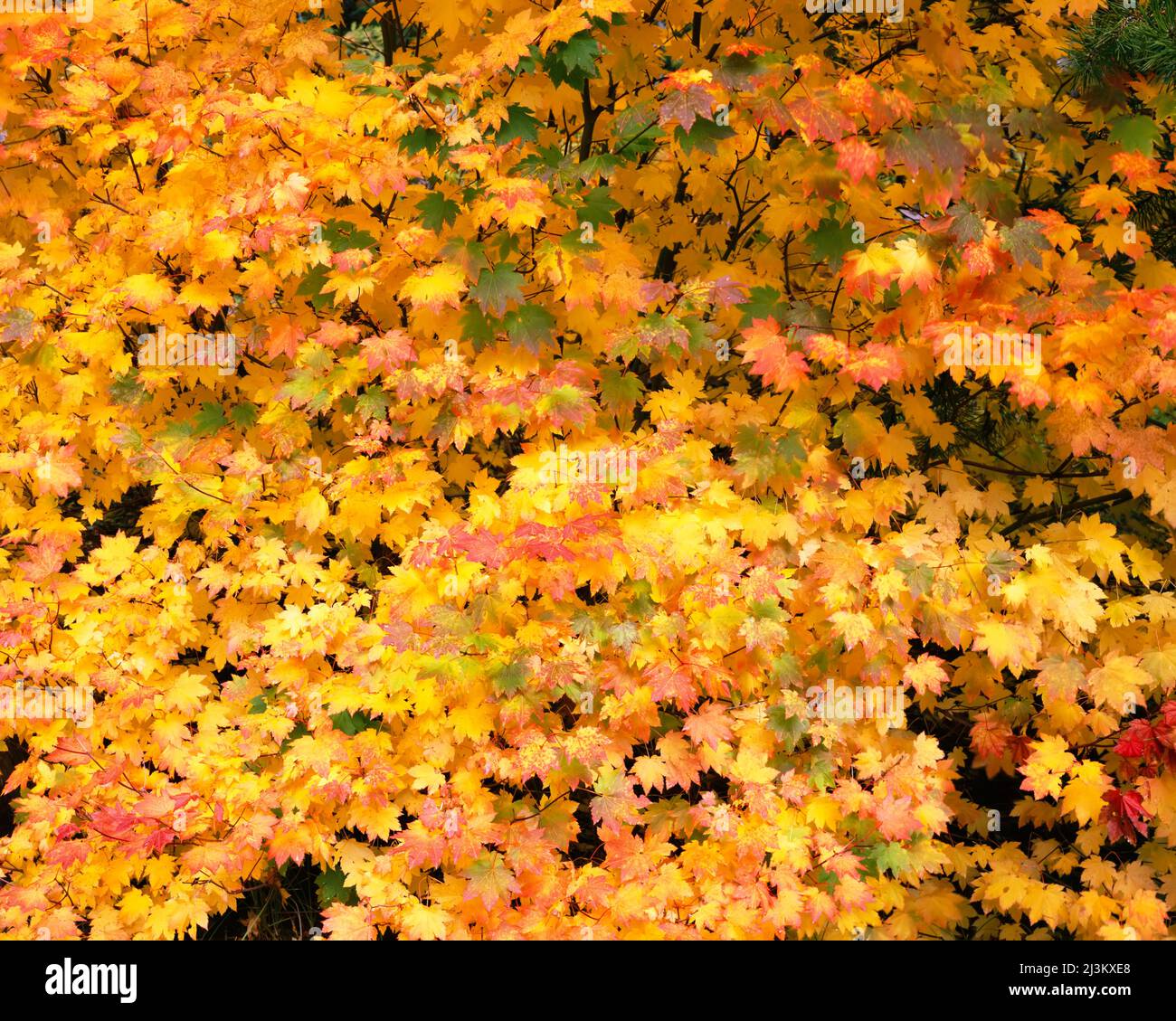 Vibrant autumn colours on a Vine maple (Acer circinatum) tree in Mount ...