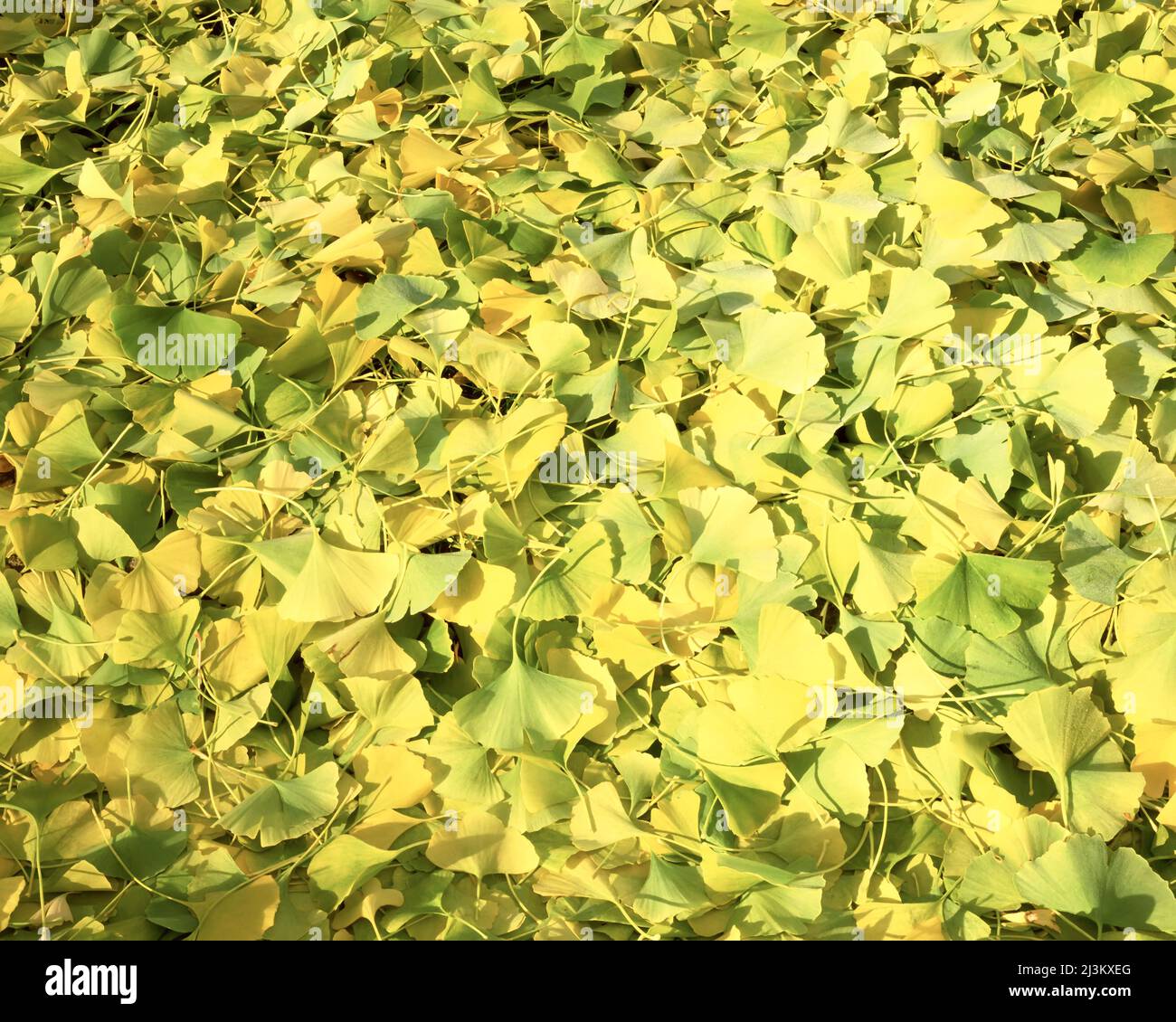 Yellow and green fallen leaves cover the ground; Oregon, United States ...