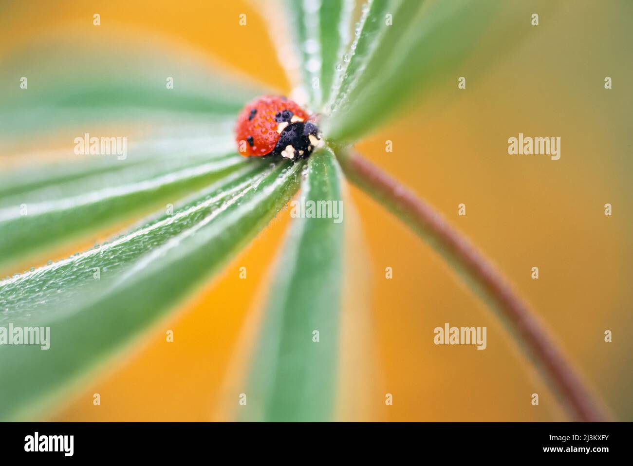 Dewdrops on a ladybug and green foliage of a flower; Oregon, United ...