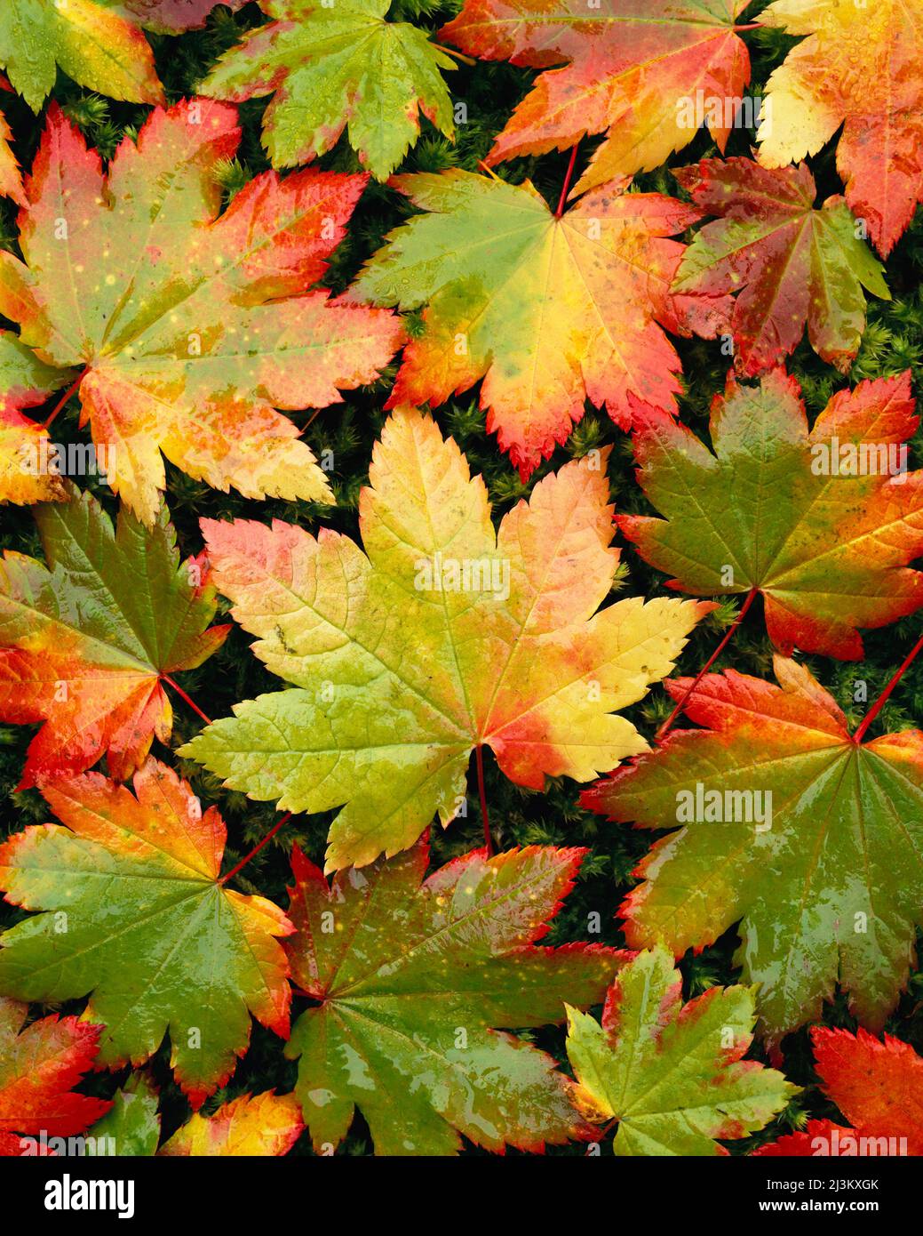 Vibrant autumn colours on a Vine maple (Acer circinatum) tree in Mount ...