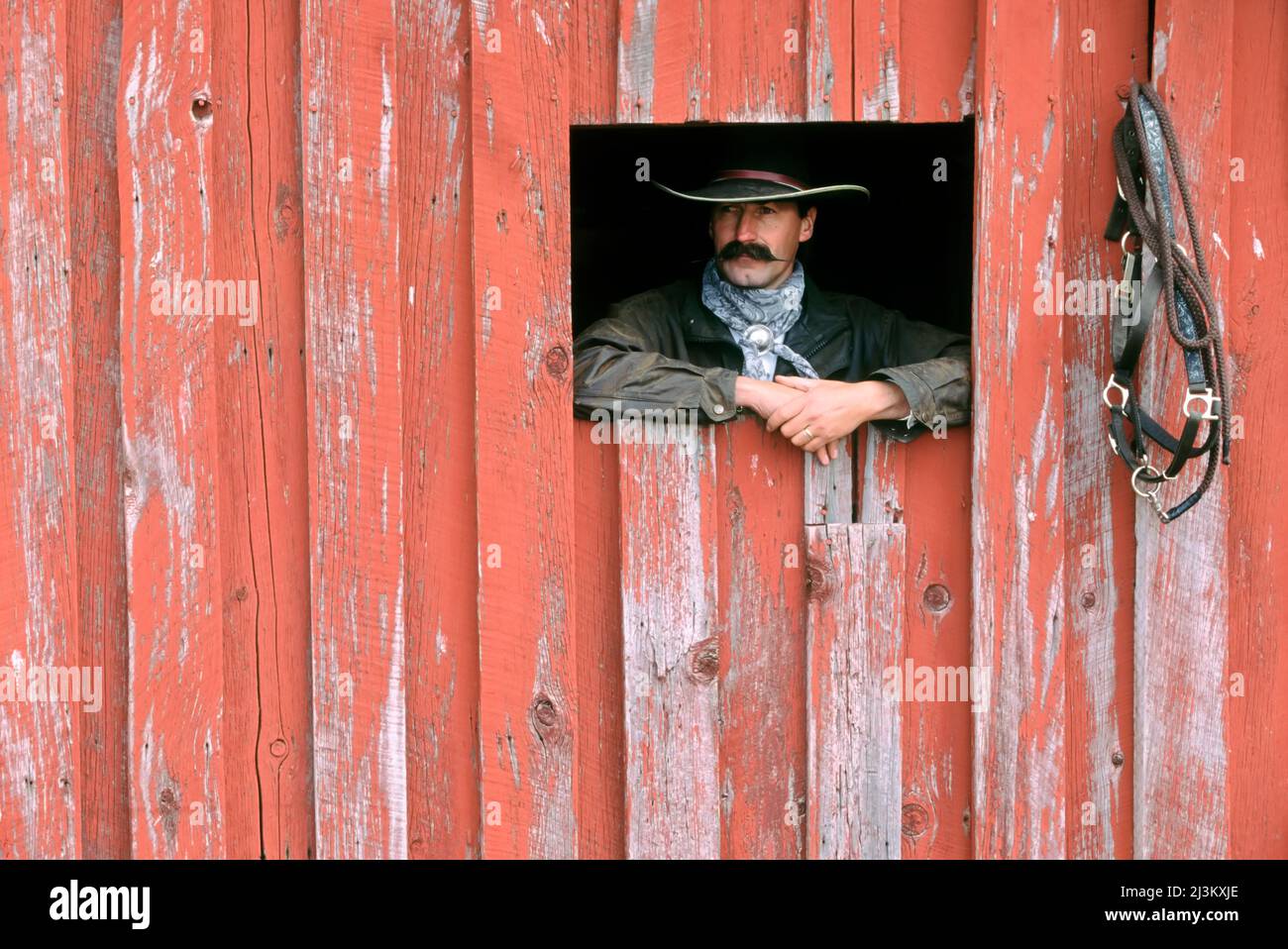 Cowboy waiting at barn; Seneca, Oregon, United States of America Stock ...