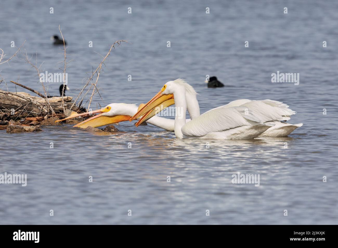 American white pelicans (Pelecanus erythrorhynchos) swimming in the ...