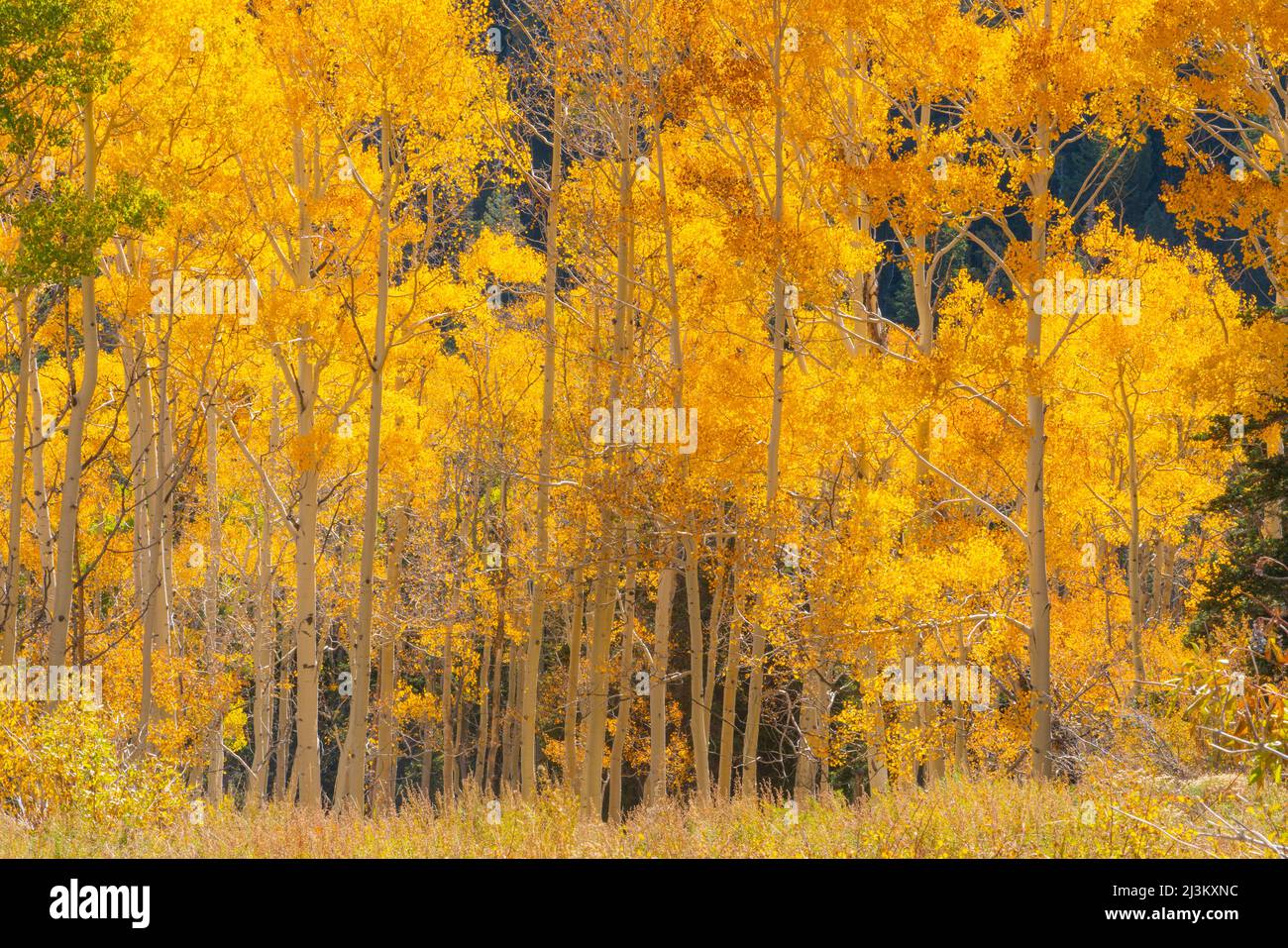 Aspen trees show their autumn colours; Richfield, Utah, United States ...