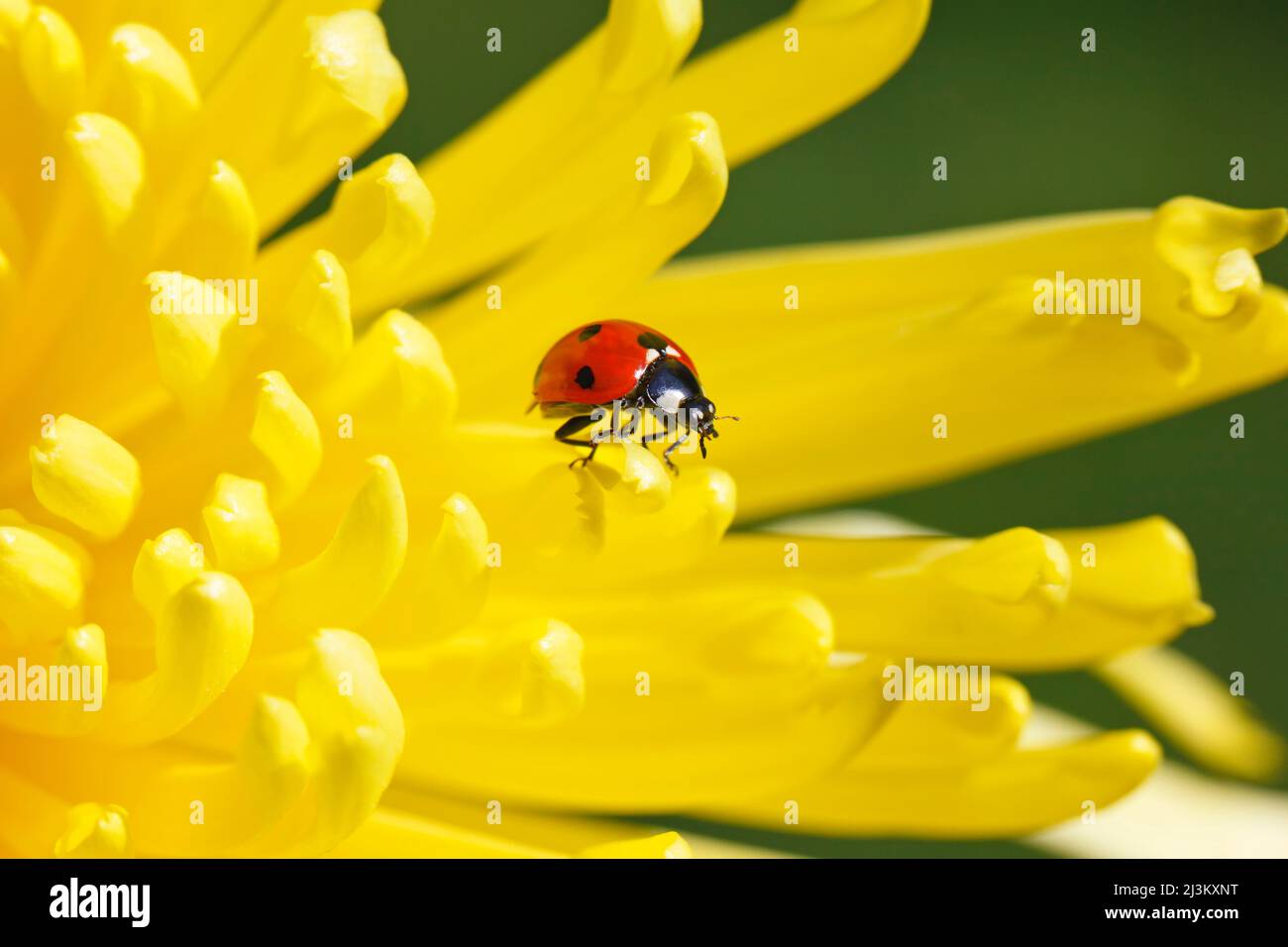 Close-up of a ladybug crawling on a petal of a yellow blossom; Oregon ...