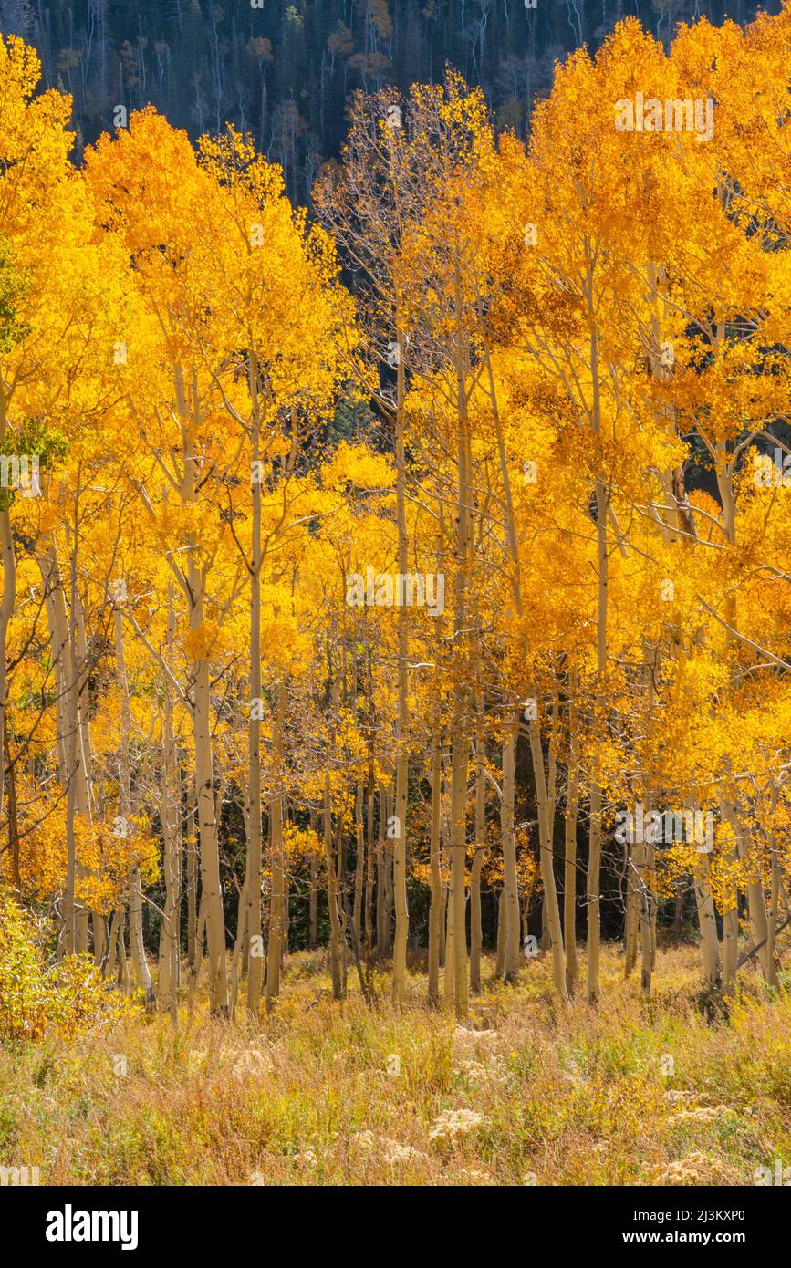 Aspen trees show their autumn colours; Richfield, Utah, United States ...