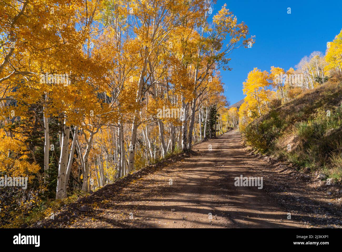 Aspen trees show their autumn colours along a country road; Richfield ...