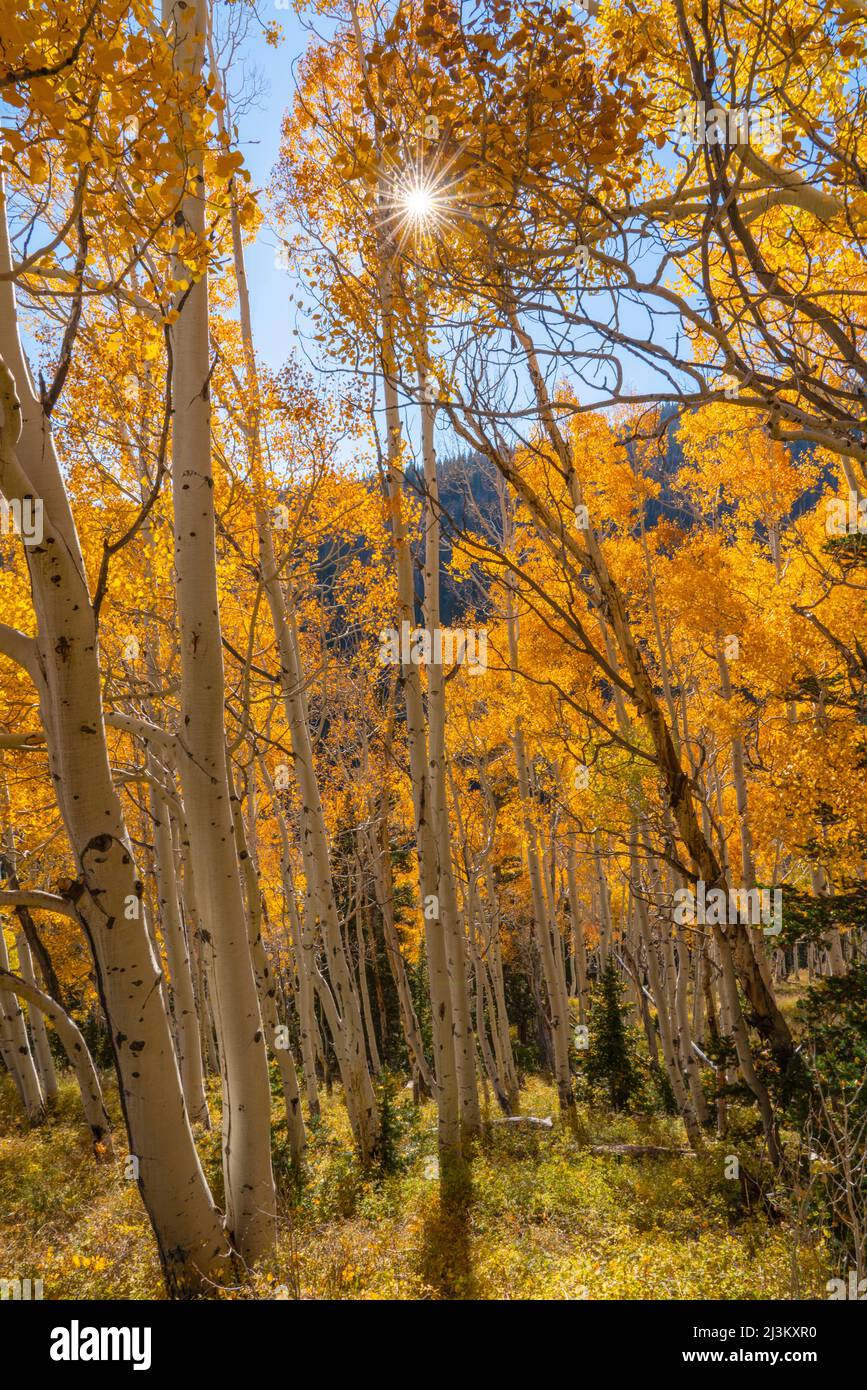 Aspen trees show their autumn colours with a sunburst through the ...