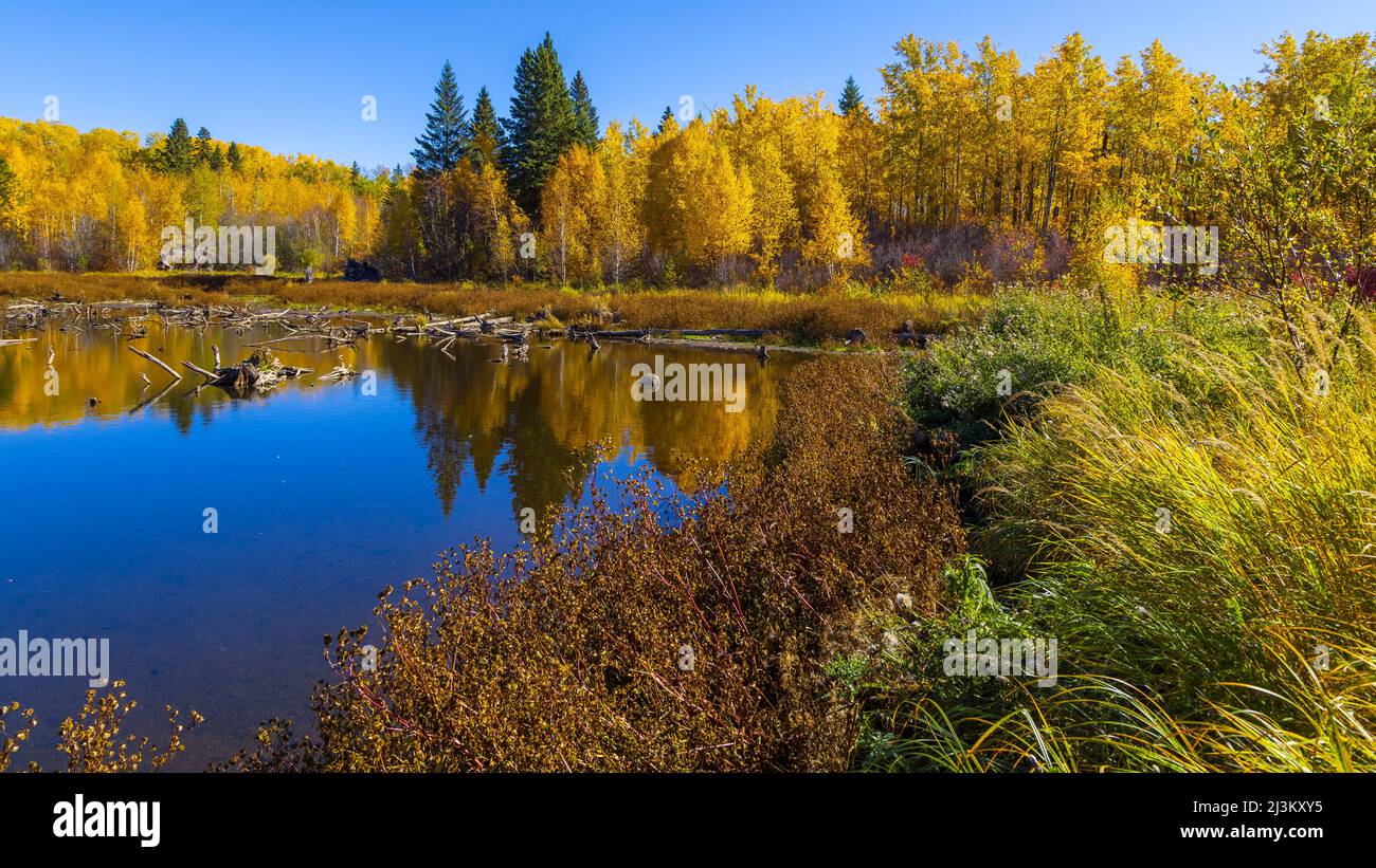 Vibrant autumn colours reflected in a body of water in Elk Island ...