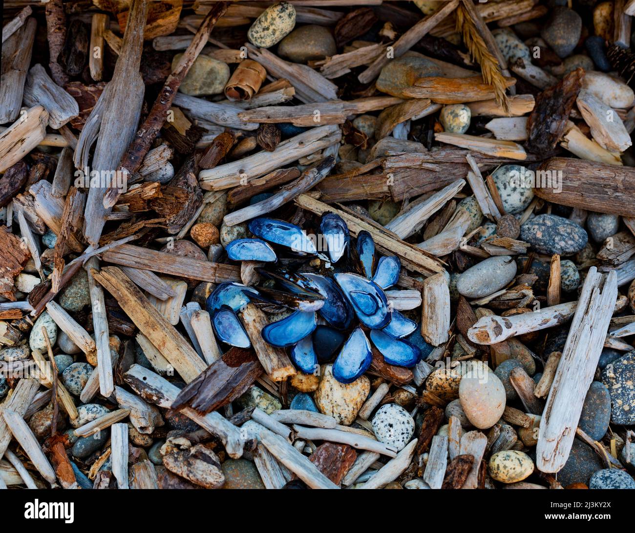 Close-up view of a variety of rocks, driftwood pieces and mollusk ...