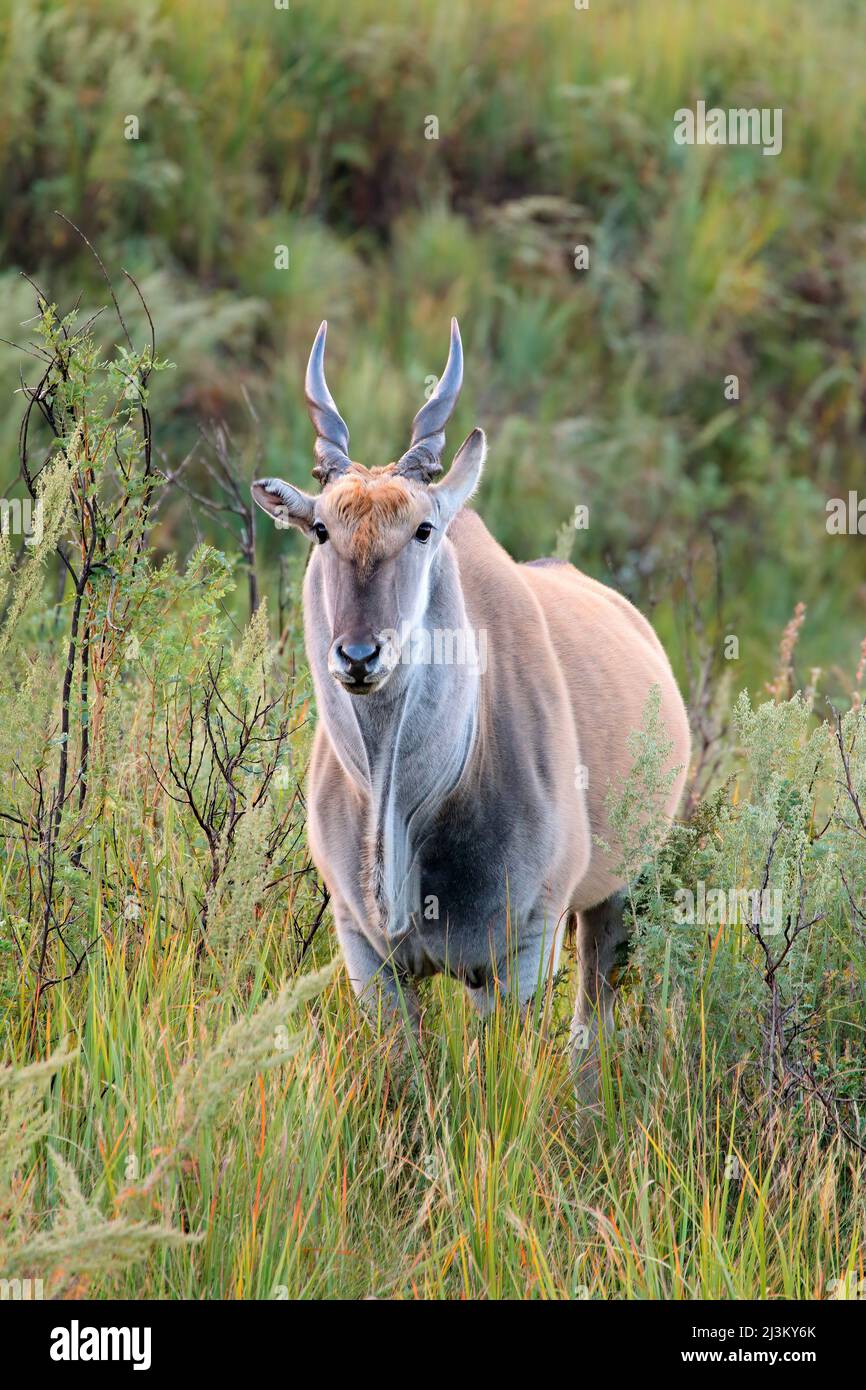 Big male eland antelope (Tragelaphus oryx) in natural habitat, South ...