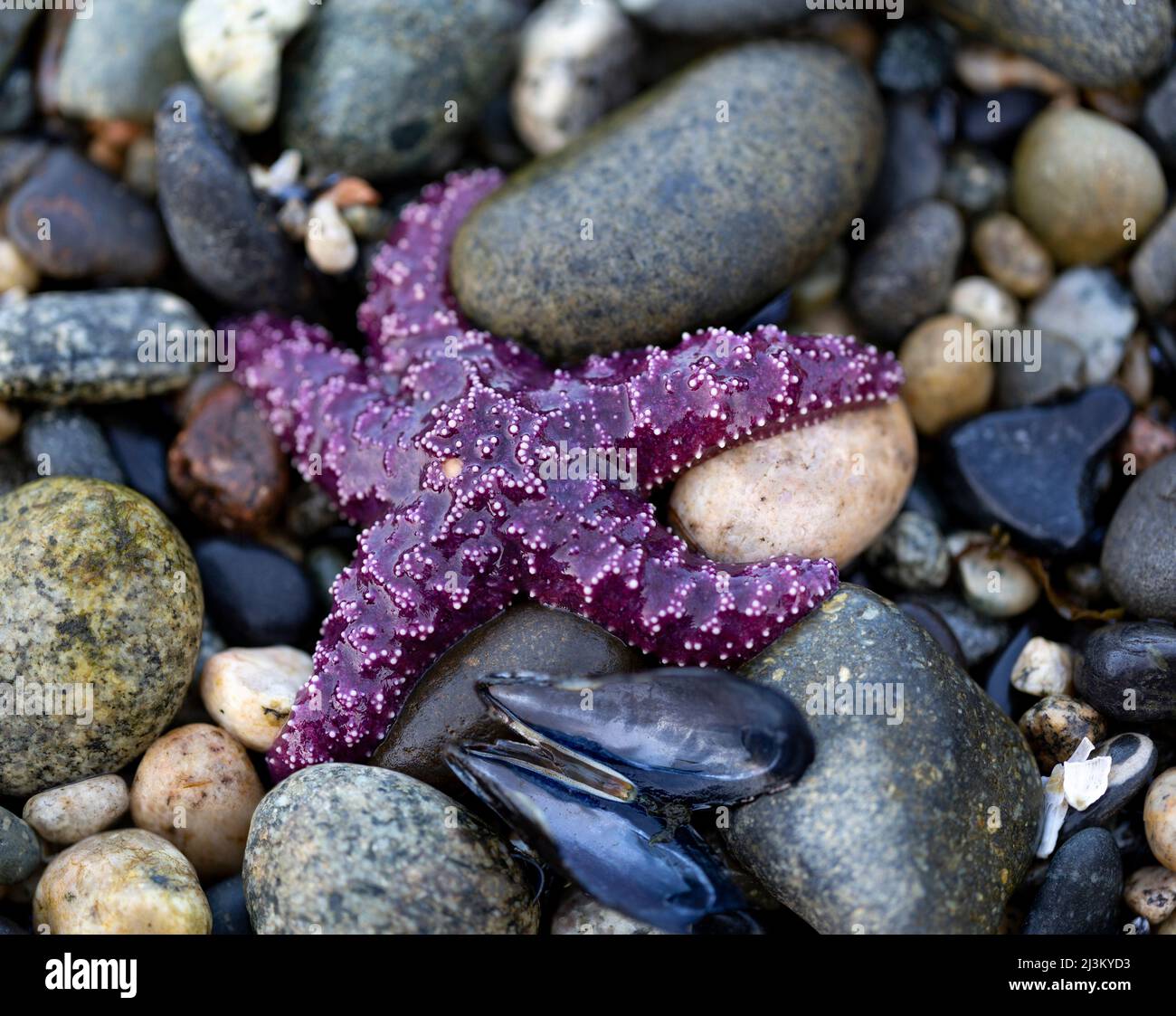 Starfish in detail hi-res stock photography and images - Alamy