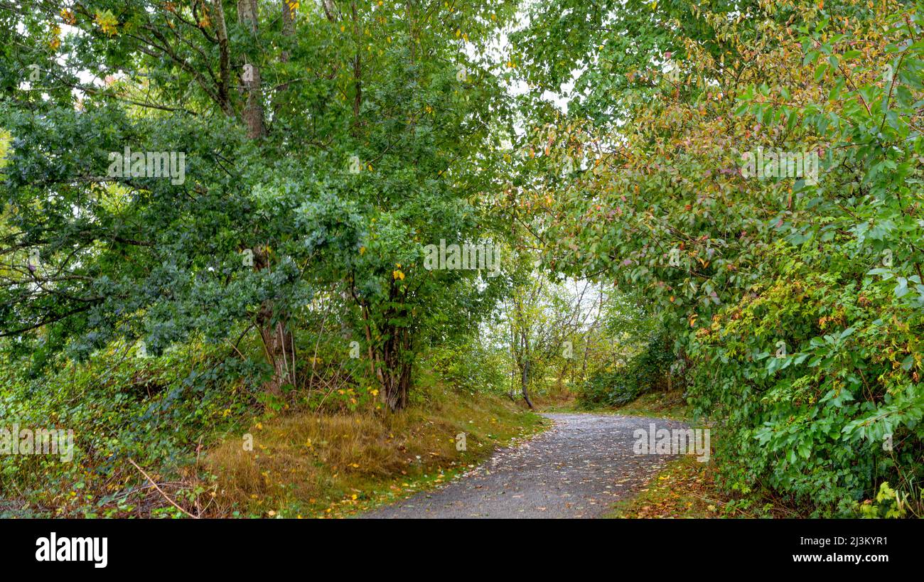 West coast forest hi-res stock photography and images - Alamy